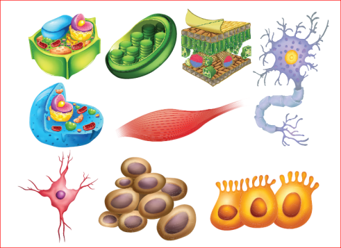 Cell Biology Notes 7th Science Lesson 10 Notes in English - WINMEEN