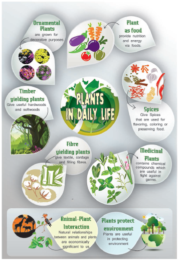 Plants In Daily Life Notes 6th Science Lesson 17 Notes in English - WINMEEN