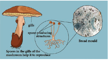 Reproduction And Modification In Plants Notes 7th Science Lesson 5 ...