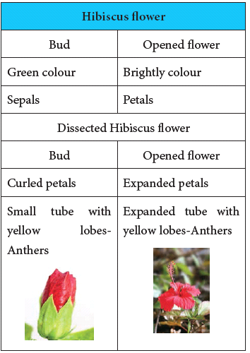 Reproduction And Modification In Plants Notes 7th Science Lesson 5 ...