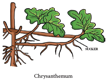 Reproduction And Modification In Plants Notes 7th Science Lesson 5 ...