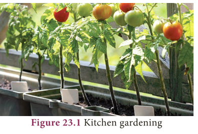 ECONOMIC BIOLOGY Notes 9th Science Lesson 21 Notes in English - WINMEEN