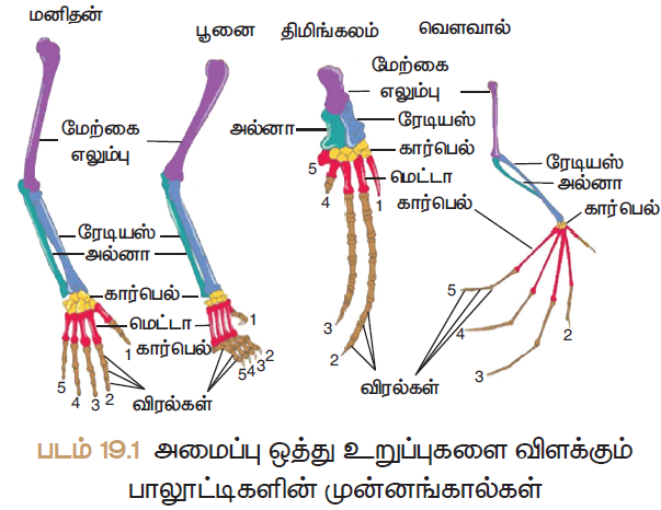 உயிரி தோற்றமும் பரிணாமமும் Notes 10th Science Lesson 19 Notes in Tamil ...