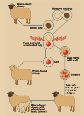 Breeding And Biotechnology Notes 10th Science Lesson 20 Notes in ...