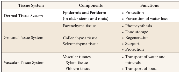 PLANT ANATOMY AND PLANT PHYSIOLOGY Notes 10th Science Lesson 12 Notes ...